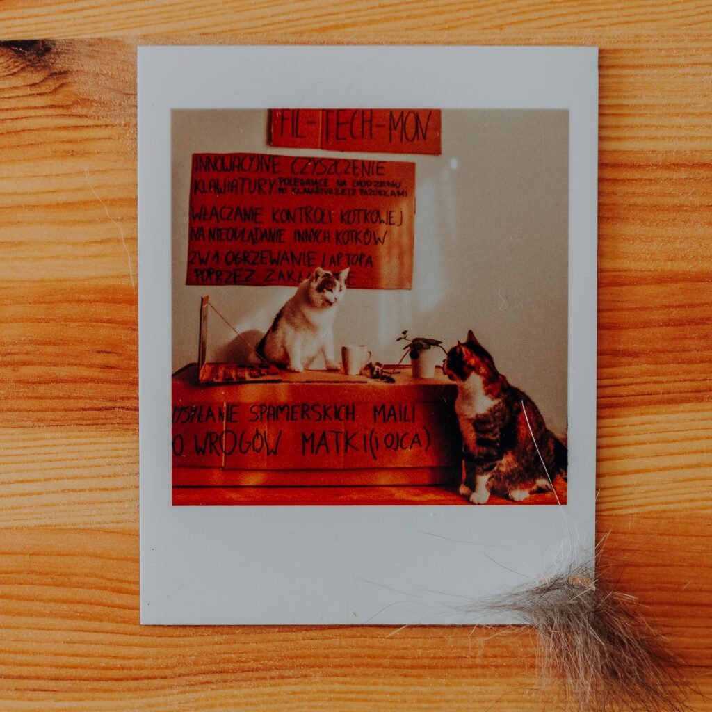 Magnes: Kot programista | u Filemona